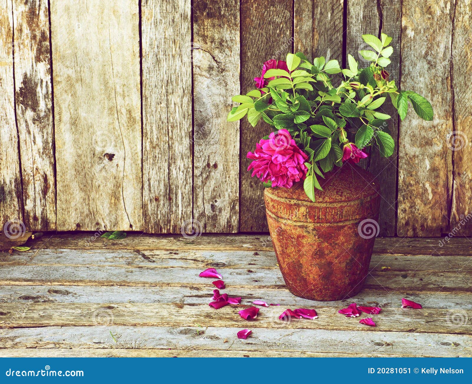 Wild Roses on a Rustic Wood Backdrop. Stock Image - Image of roses ...