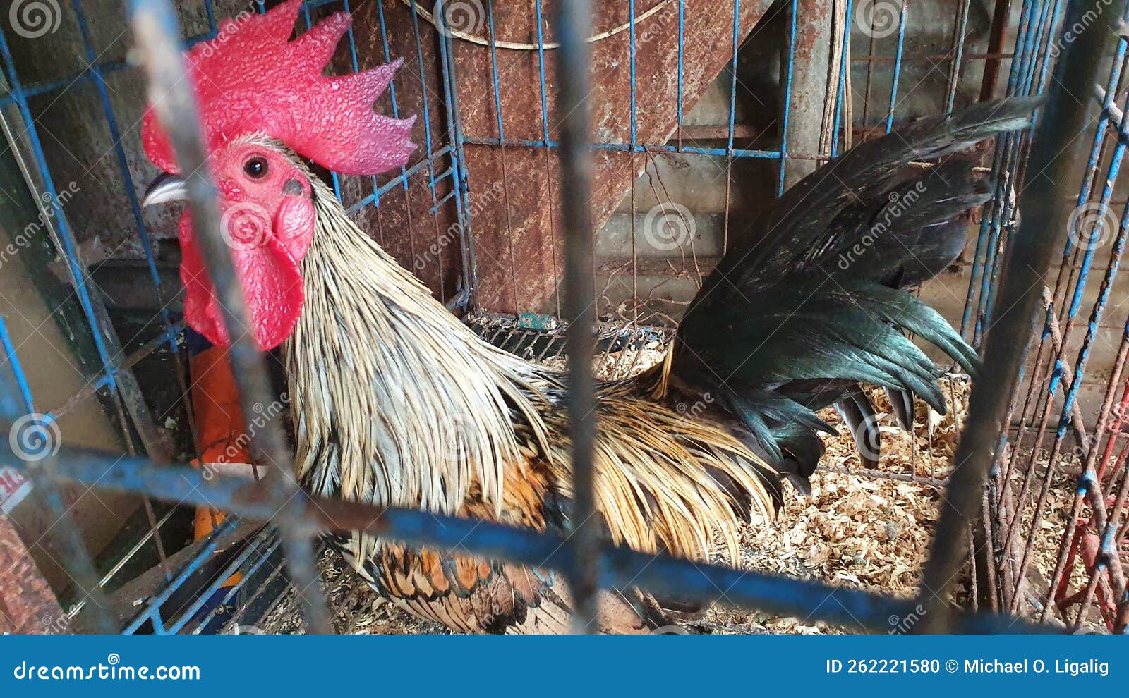 Wild Roster Inside Iron Cage Stock Photo - Image of native, wild: 262221580