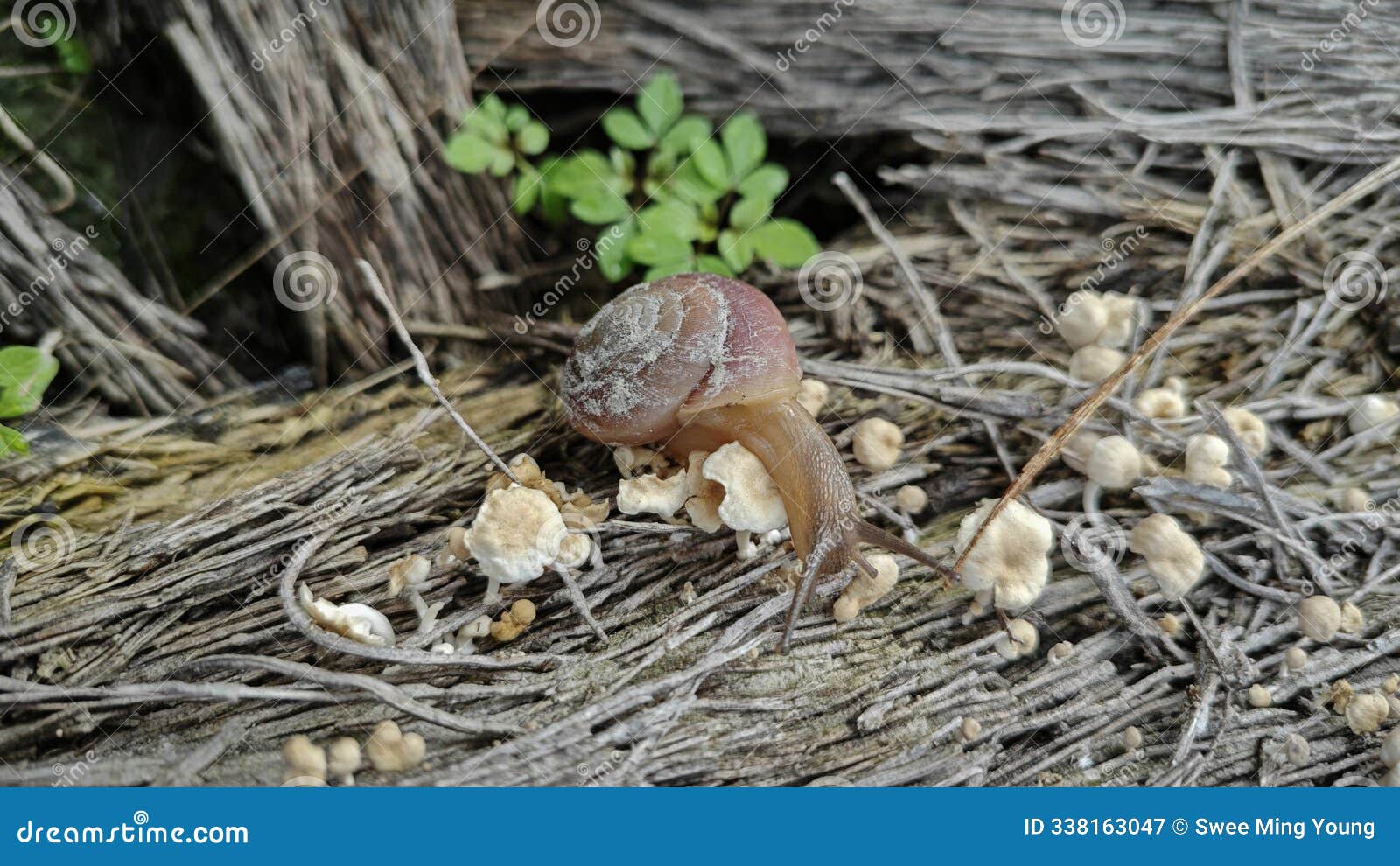 Wild Rotund Disc Snail Crawling on Decay Trunk with Tiny Sprouting ...