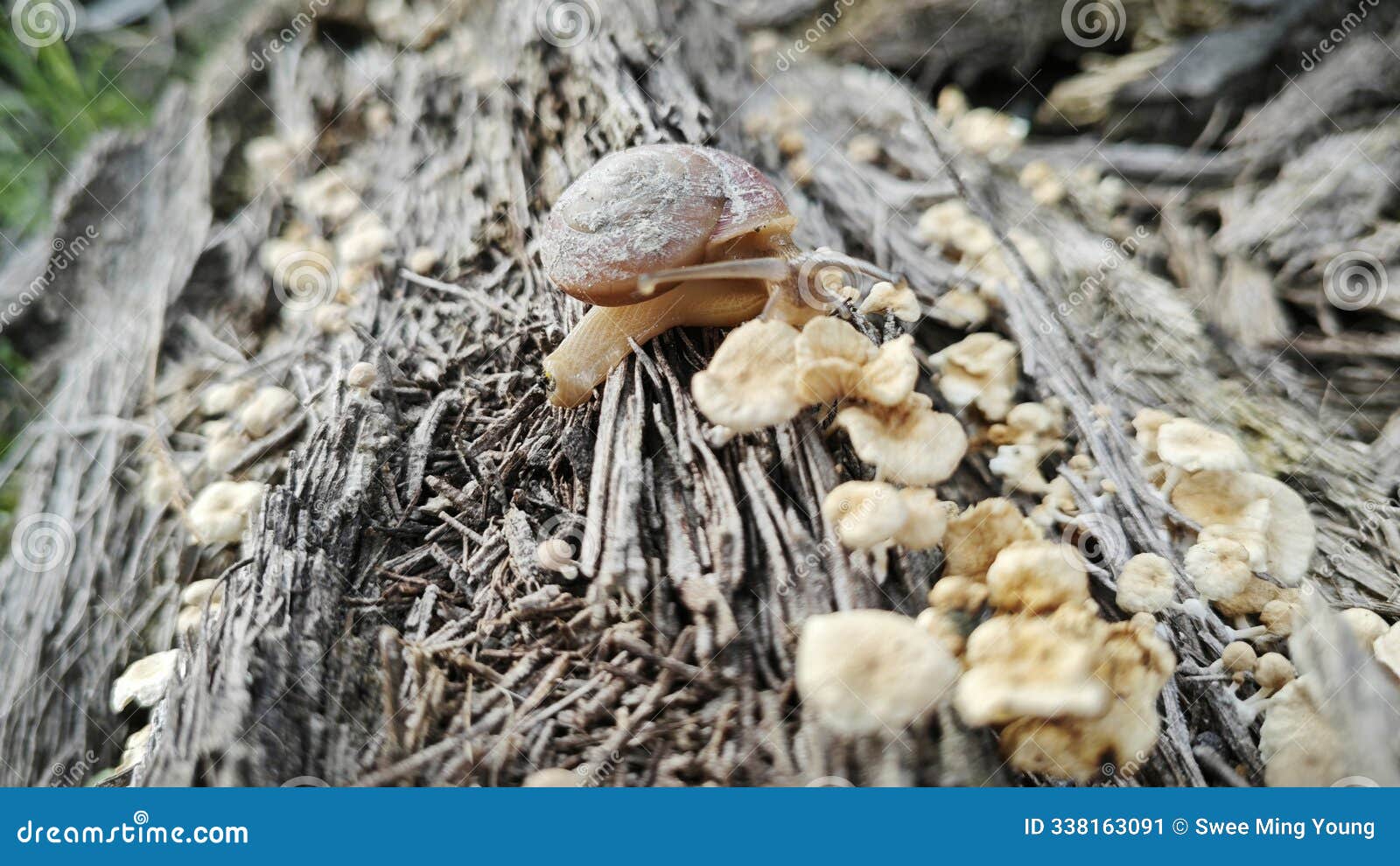 Wild Rotund Disc Snail Crawling on Decay Trunk with Tiny Sprouting ...