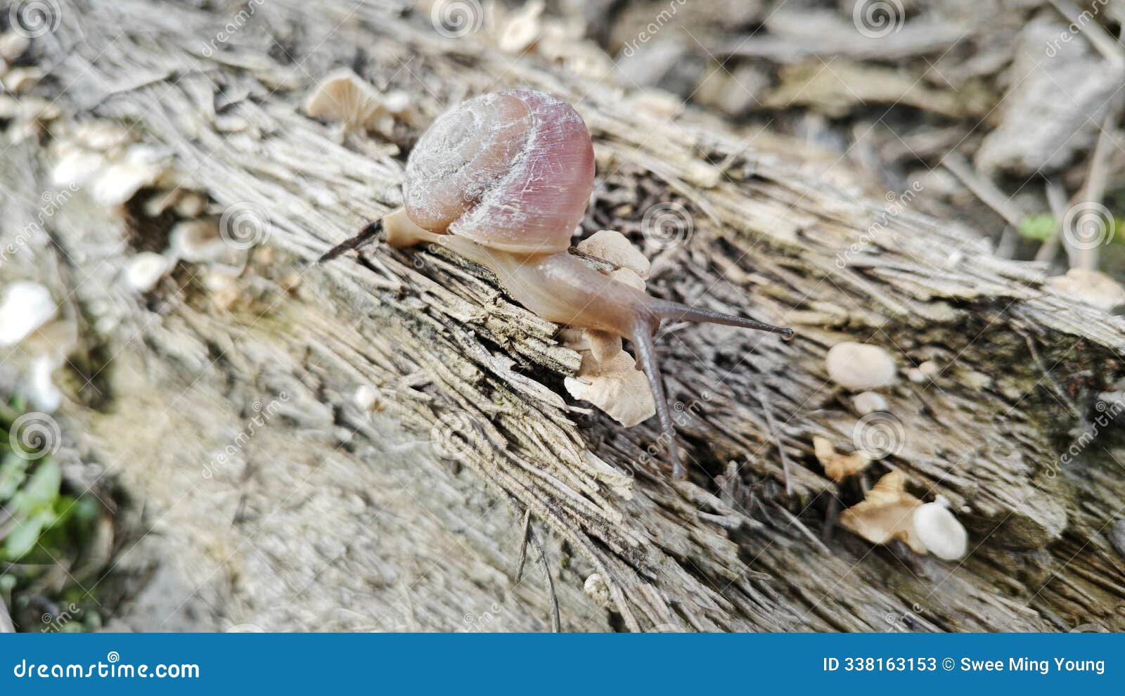 Wild Rotund Disc Snail Crawling on Decay Trunk with Tiny Sprouting ...