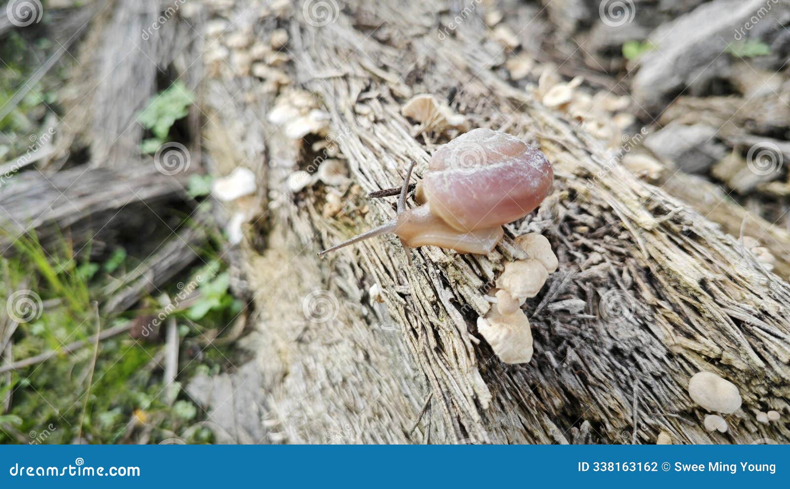 Wild Rotund Disc Snail Crawling on Decay Trunk with Tiny Sprouting ...