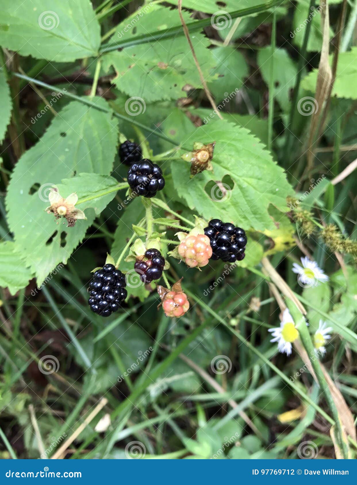 Wild Rubus Genus or Blackberries on the Bush Stock Photo - Image of ...