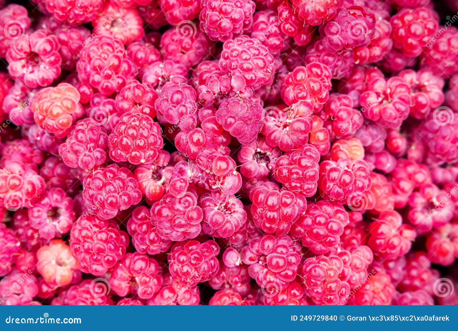 Wild Rubus Idaeus Raspberry Stock Photo - Image of fresh, fruits: 249729840