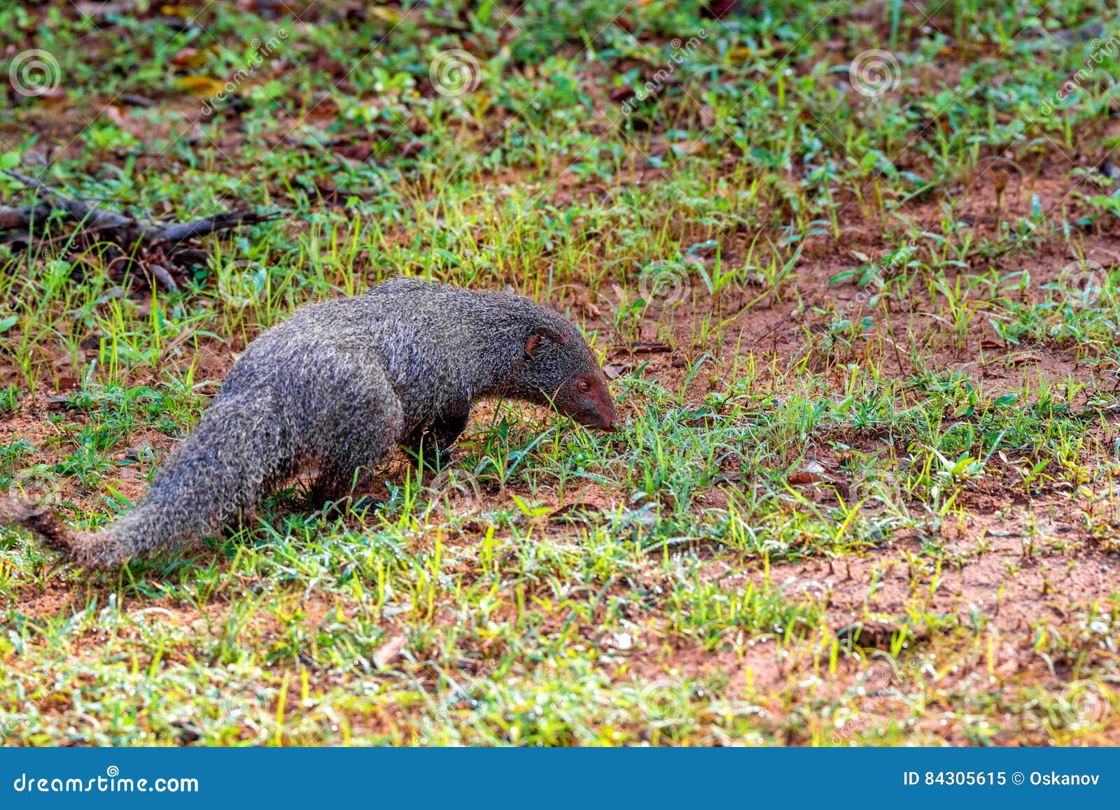 Ruddy Mongoose Herpestes Smithii On The Road In Yala National Park, Sri ...