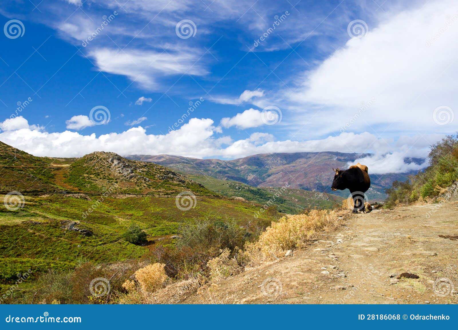 Wild Rural Landscape on Corsica Stock Photo - Image of green, natural ...