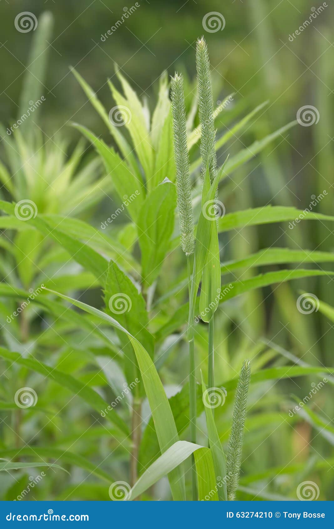 Wild Rye Prairie Grass stock photo. Image of grass, plants - 63274210