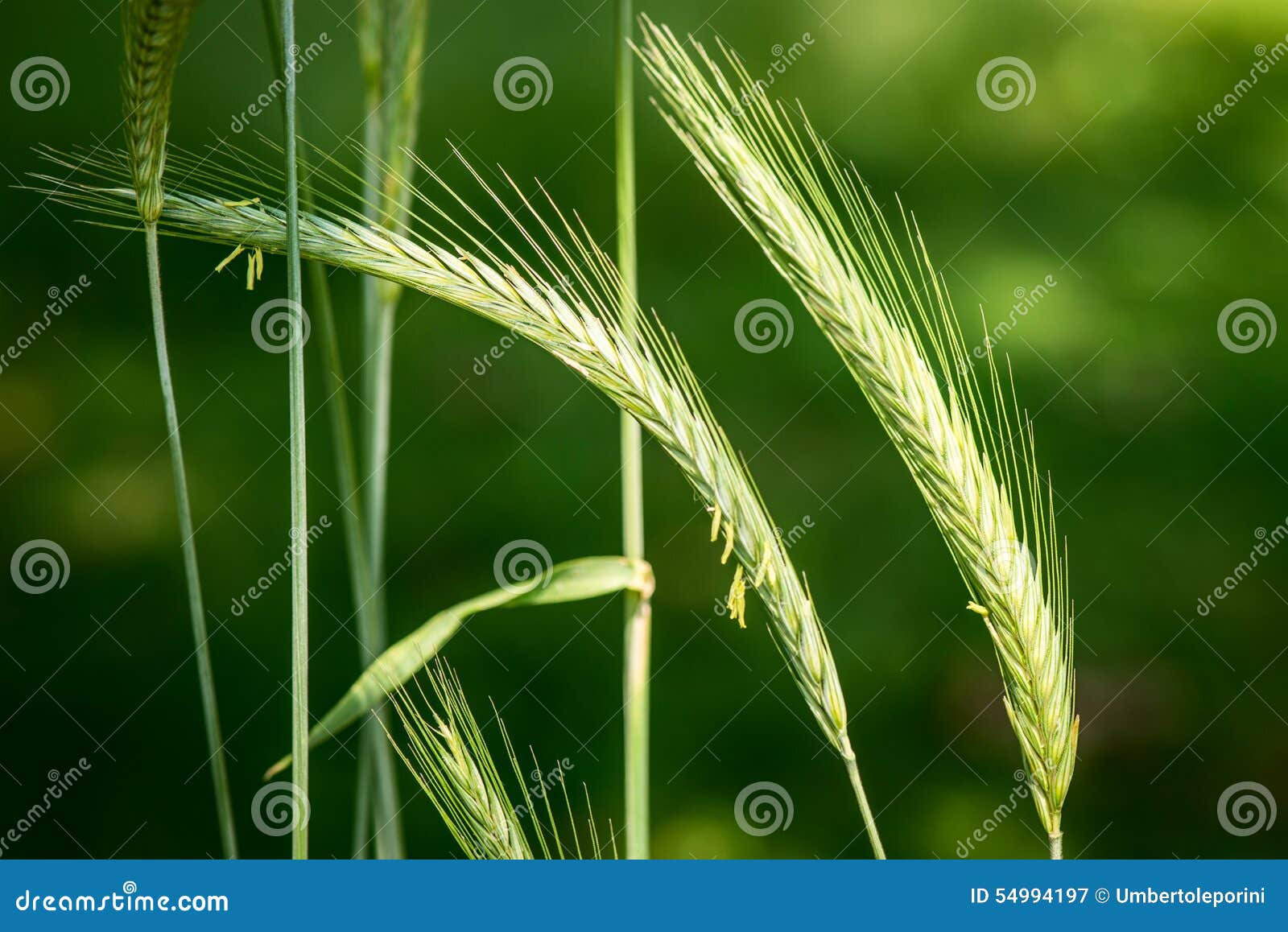 Wild Rye - Secale Vavilovii Stock Image - Image of poaceae, cereal ...