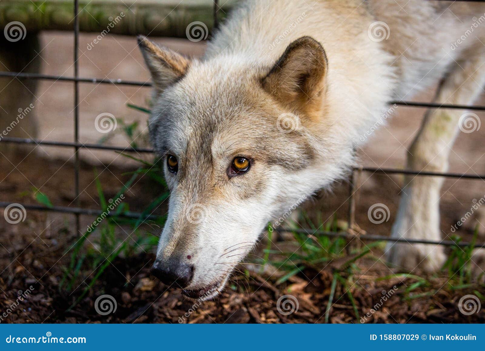 Wild and Sad Wolf in the Cage Captivated Stock Image - Image of hunt ...