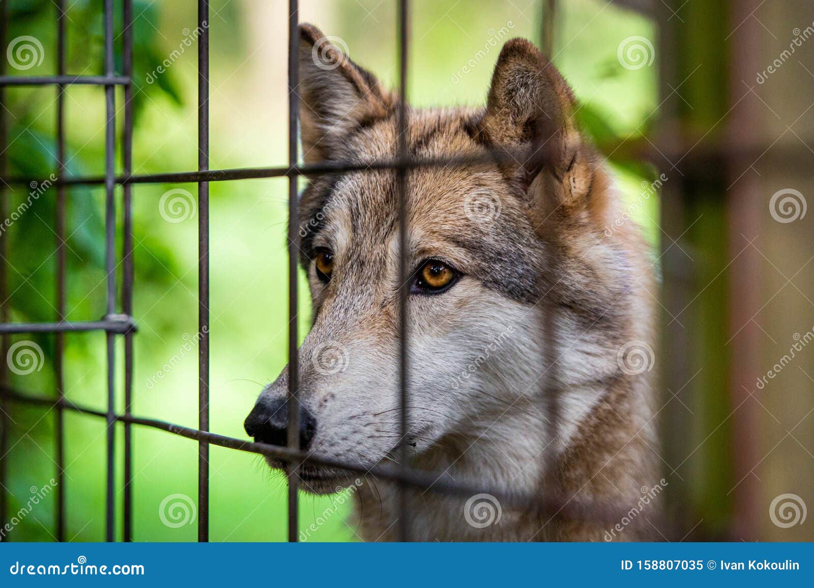 Wild and Sad Wolf in the Cage Captivated Stock Image - Image of friend ...