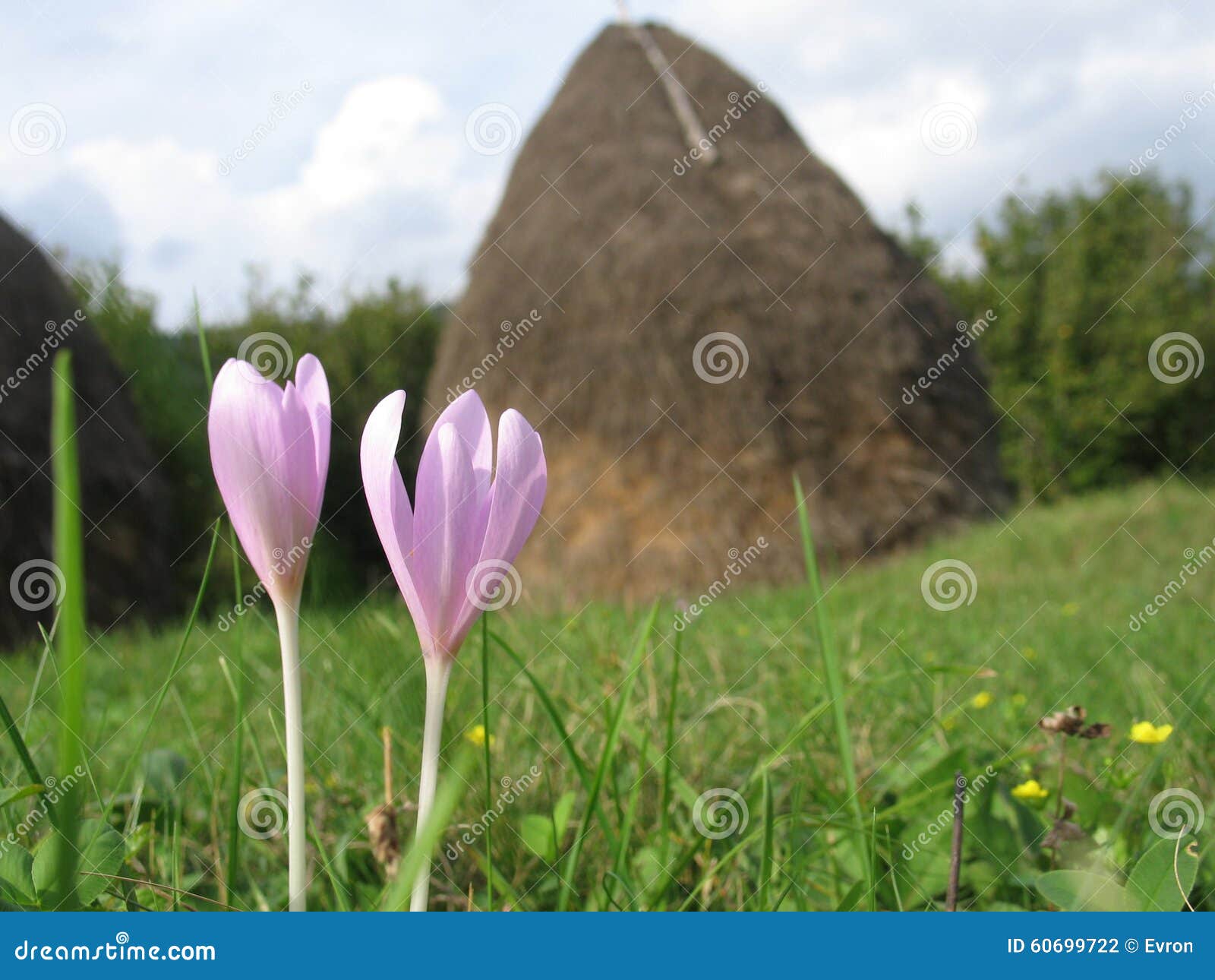Wild saffron flower stock photo. Image of fresh, safran - 60699722