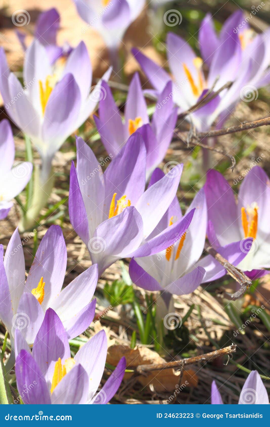 Wild Saffron flowers stock image. Image of growth, agriculture - 24623223