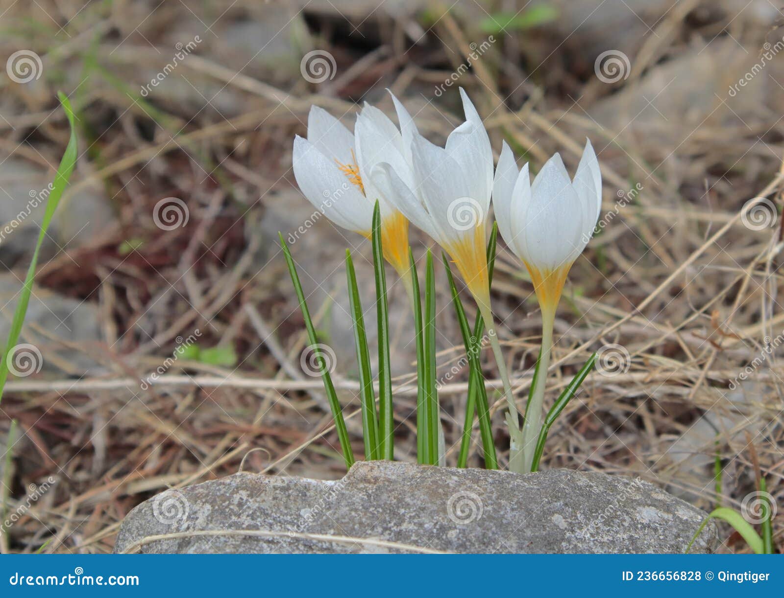 Wild Saffron Flowers in the Forest. Stock Photo - Image of wild, forest ...