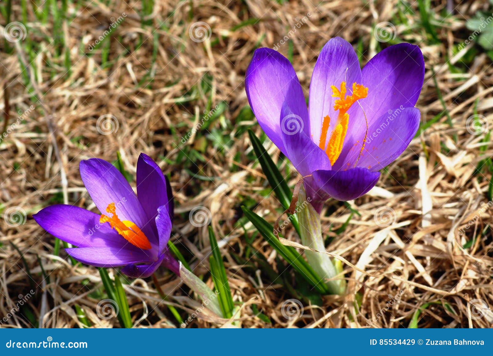 Wild saffron flowers stock image. Image of flora, flower - 85534429