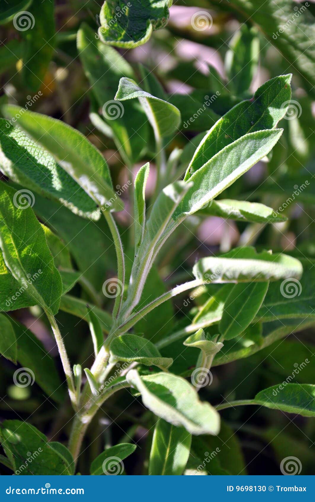 Wild sage stock photo. Image of green, outdoors, agriculture - 9698130