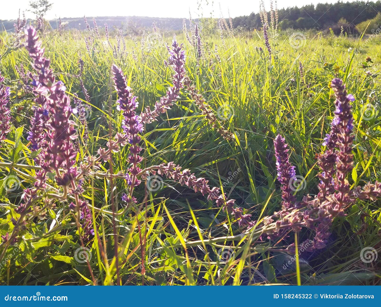 Wild sage field stock photo. Image of field, aroma, aromatherapy ...