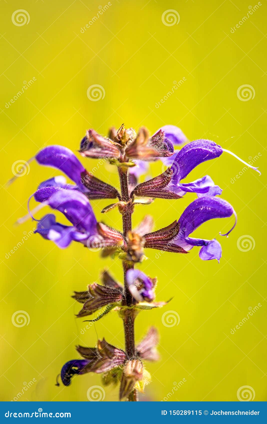 Wild sage with flower stock image. Image of germany - 150289115