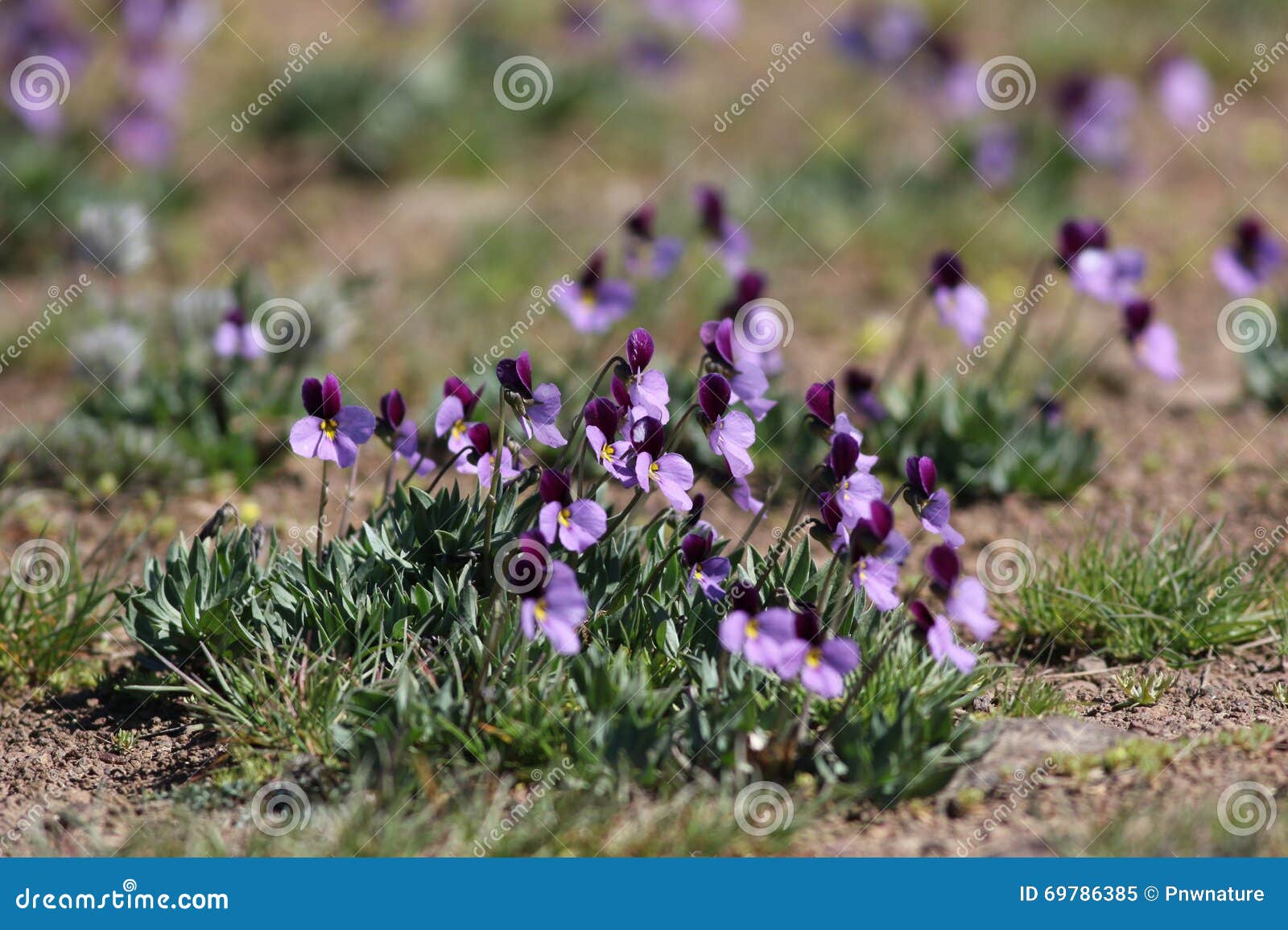 Wild Sagebrush Violets stock image. Image of green, sagebrush - 69786385