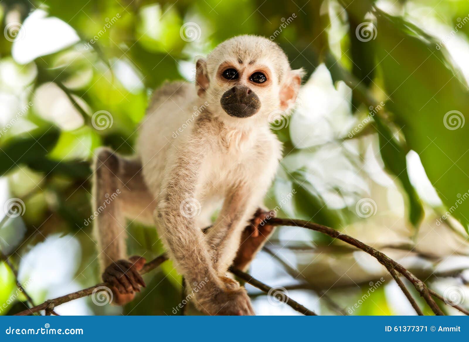 Wild Saimiri Monkey Royalty-Free Stock Image | CartoonDealer.com #61377382