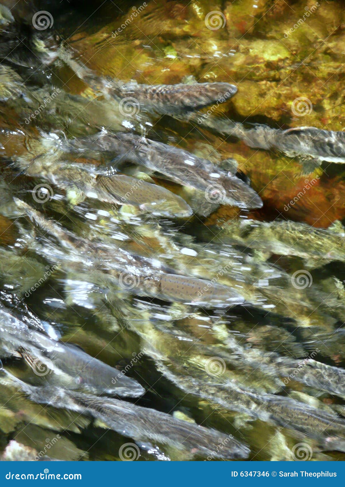 Wild Salmon Swimming in Stream Stock Photo - Image of habitat, group ...