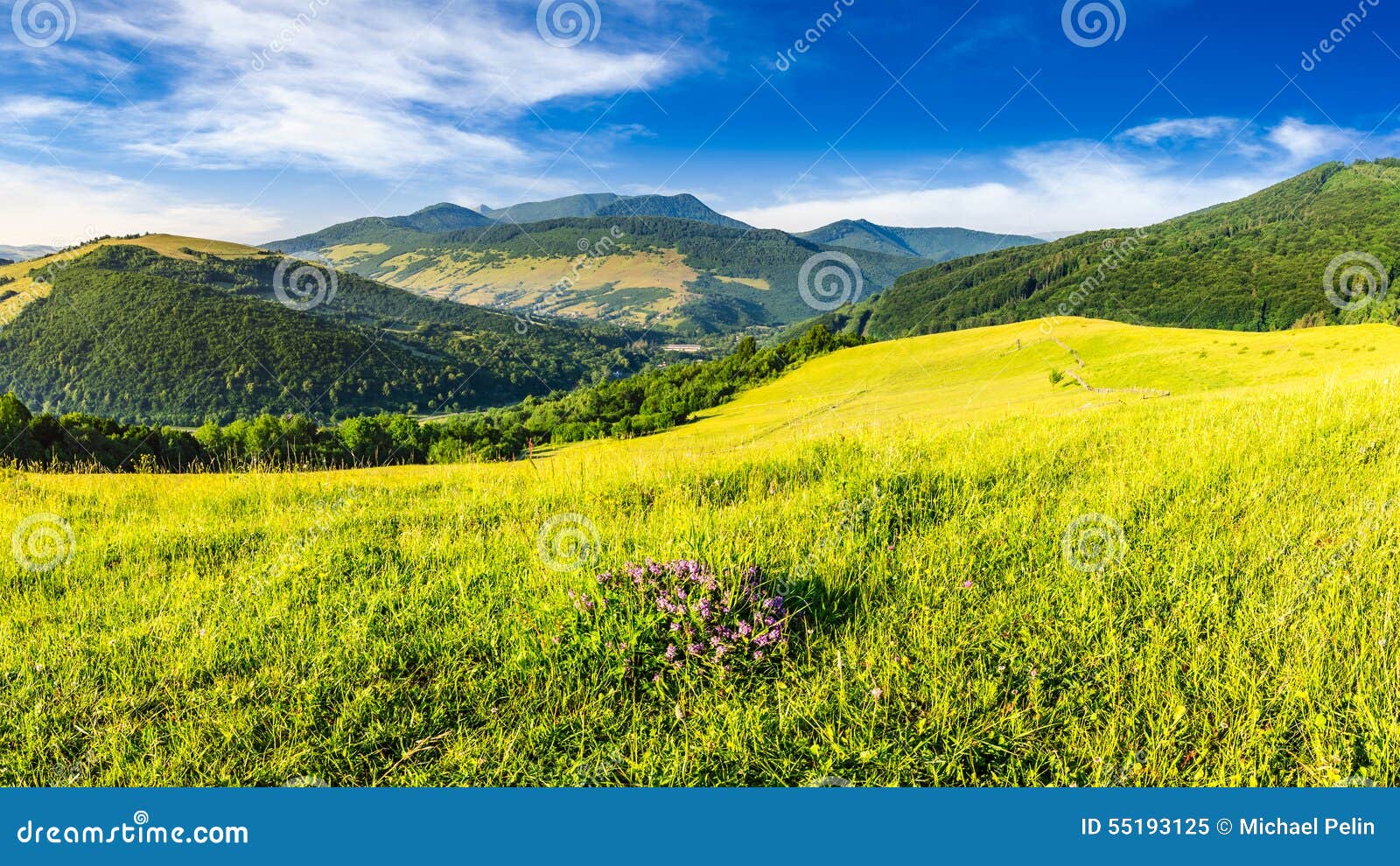 Wild Savory Flower on Hillside Stock Image - Image of savory, season ...