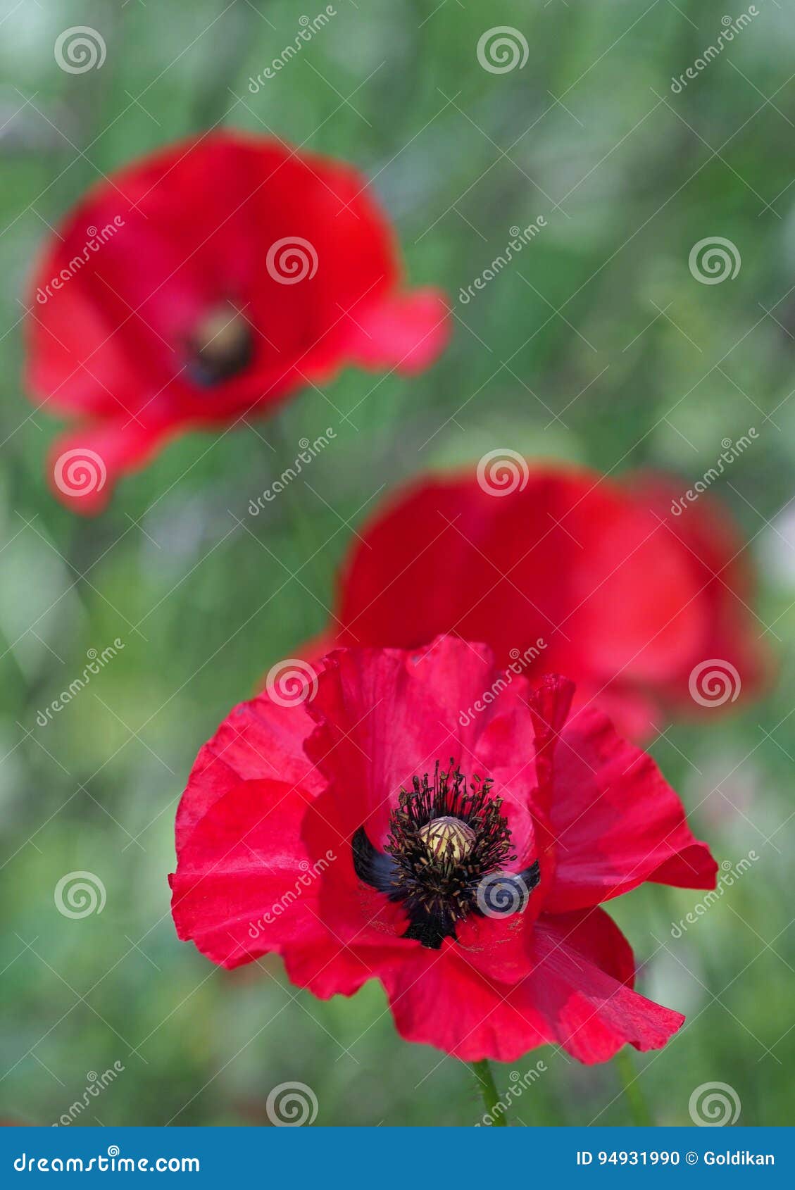 Wild scarlet poppy stock photo. Image of floral, fresh - 94931990