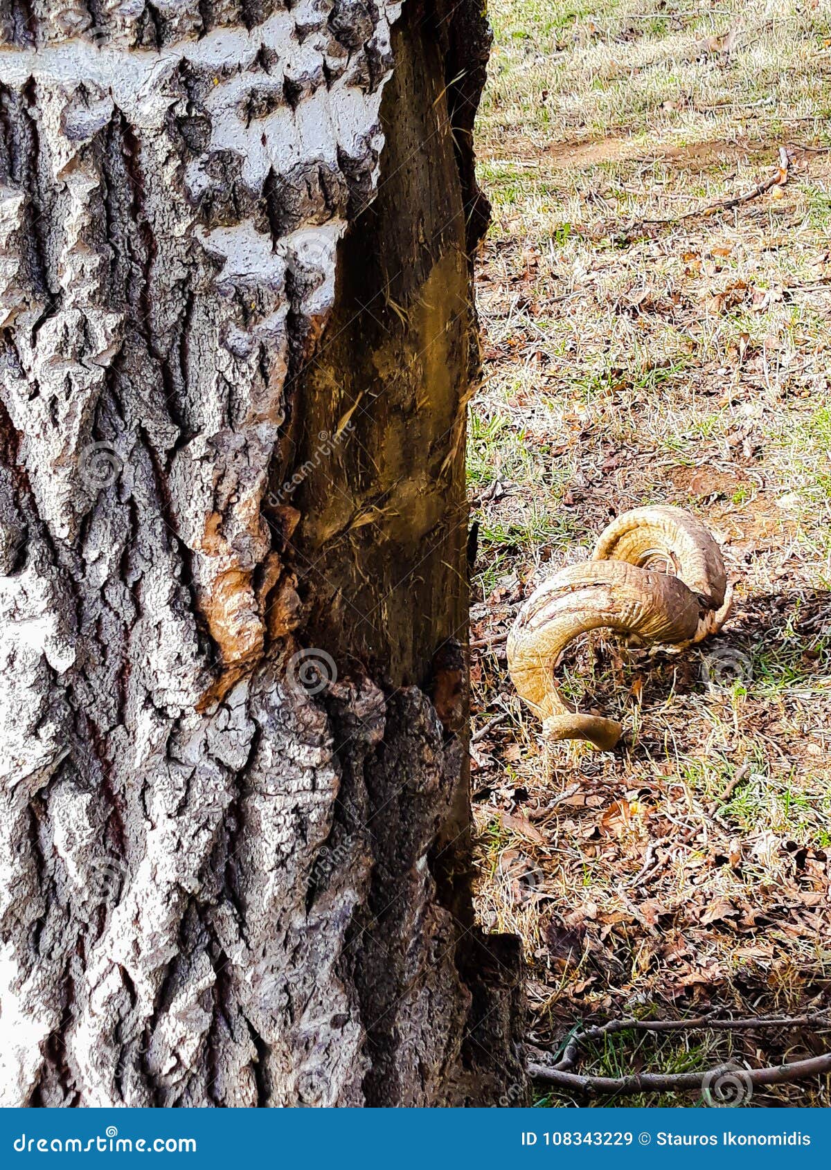 Raw content stock image. Image of wild, scenery, nature - 108343229