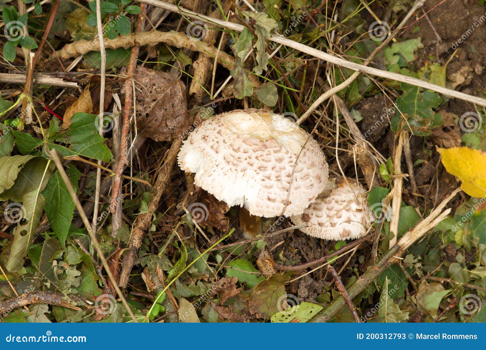 Wild Scleroderma Citrinum Mushrooms Stock Image - Image of grow, bovist ...