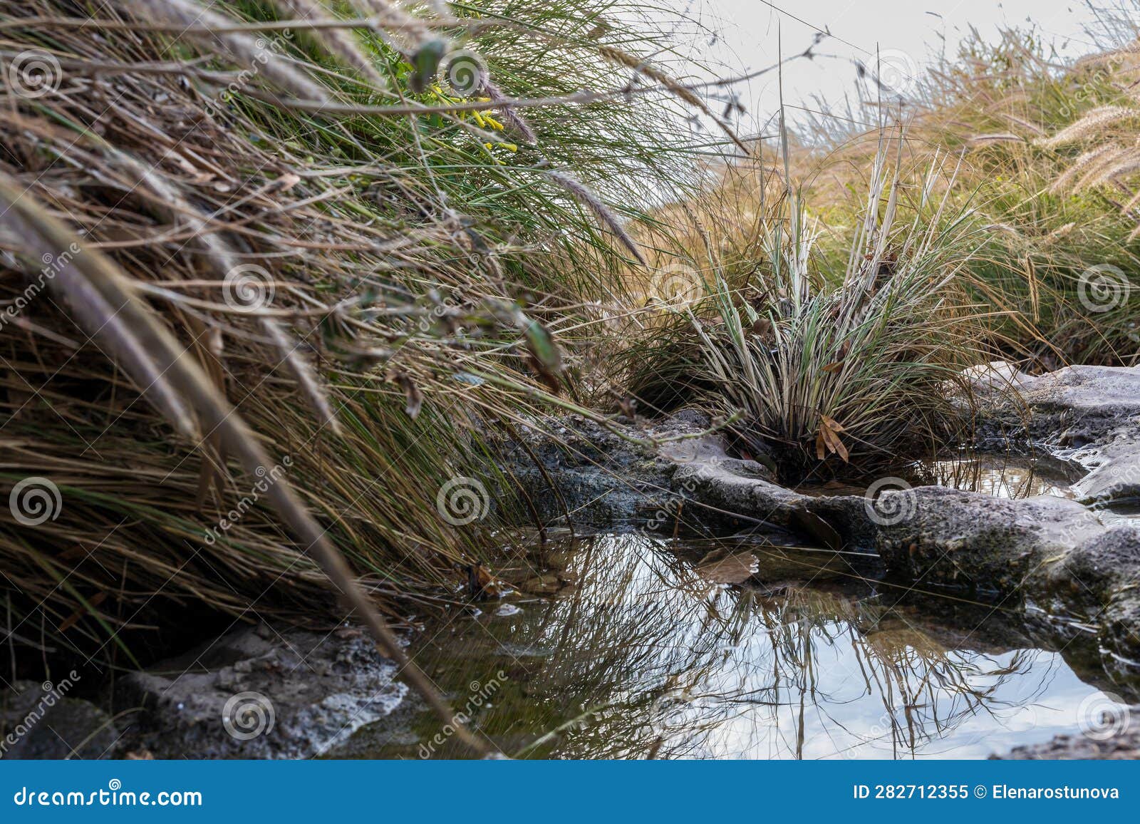 Wild Sedge Grass Grows in Stone Cut of a Stream Stock Image - Image of ...