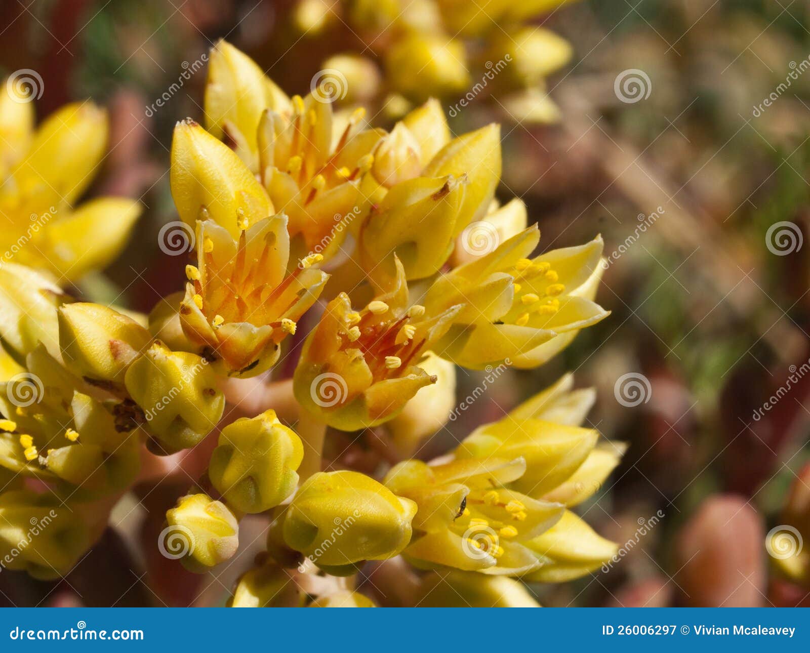 Wild Sedum in bloom stock image. Image of sedum, bloom - 26006297
