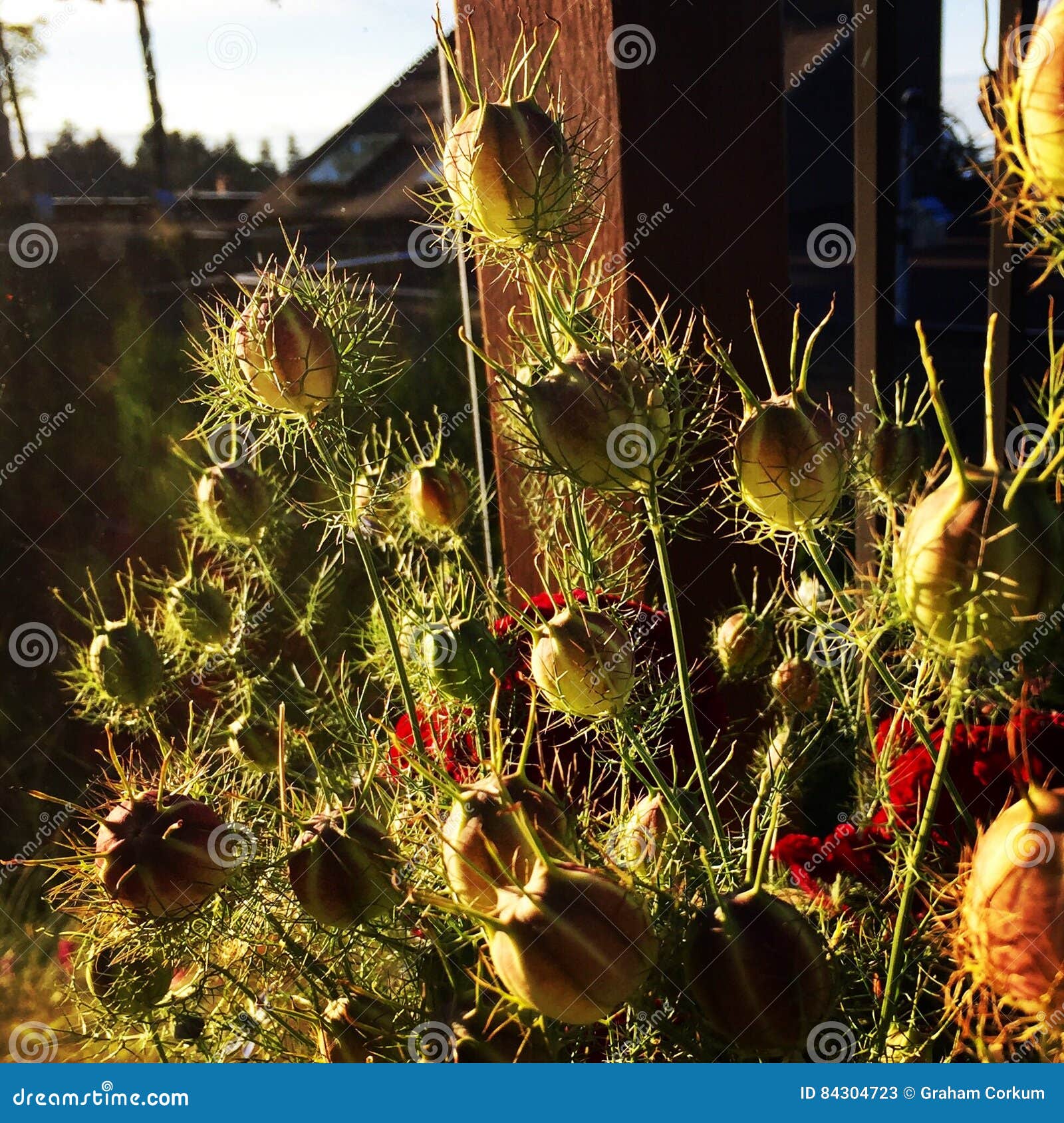 Wild seed pods stock image. Image of blooms, flower, pods - 84304723