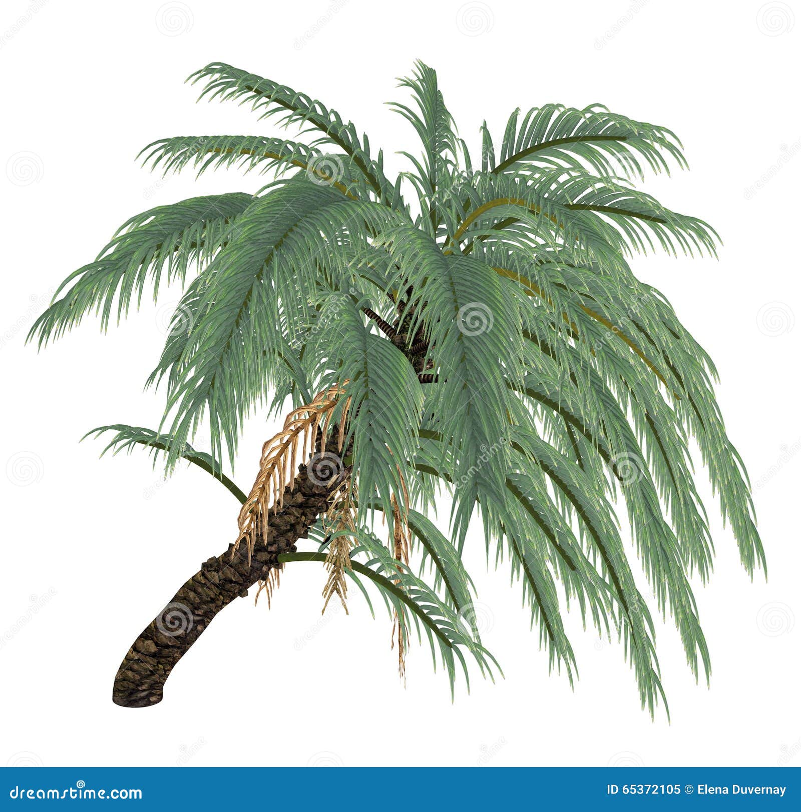 Wild or Senegal Date Palm Tree, Phoenix Reclinata Stock Illustration ...