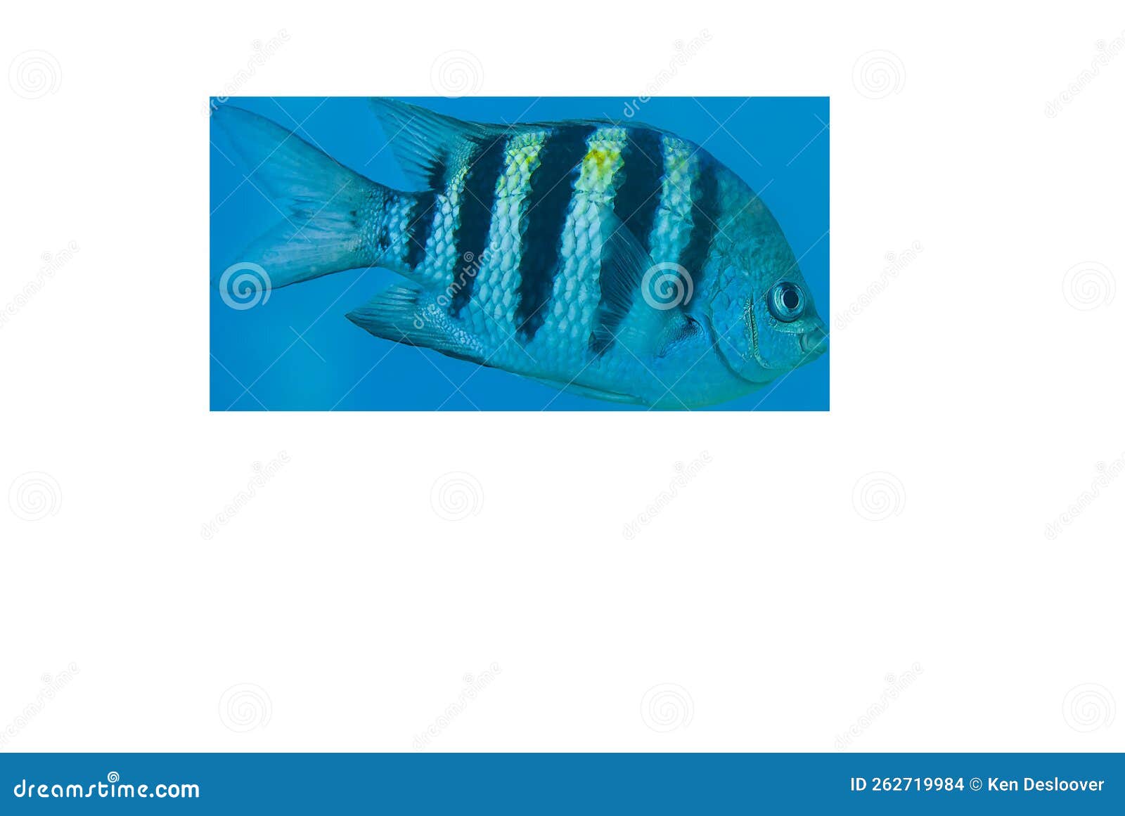 Wild Sergeant Major Salt Water Fish Isolated Stock Illustration ...