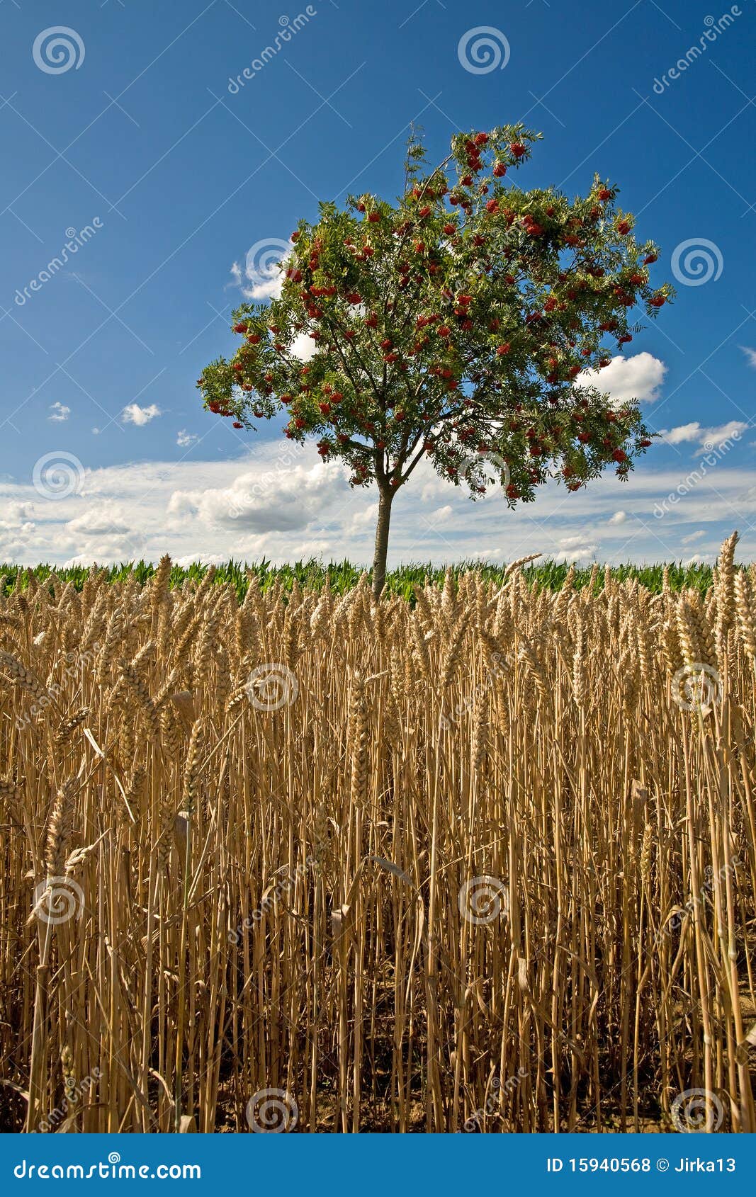 Wild service tree stock photo. Image of service, flora - 15940568