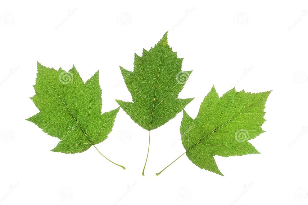 Wild Service Tree (Sorbus Torminalis) Stock Image - Image of checkers ...