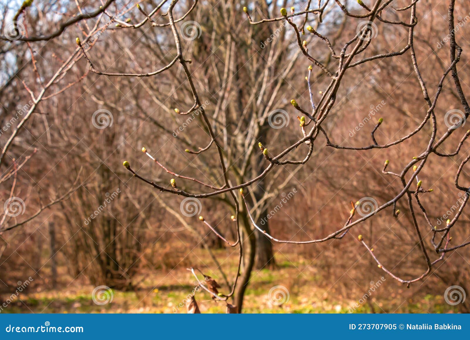 Wild Service Tree, Sorbus Torminalis, Buds on a Twig in Spring Stock ...