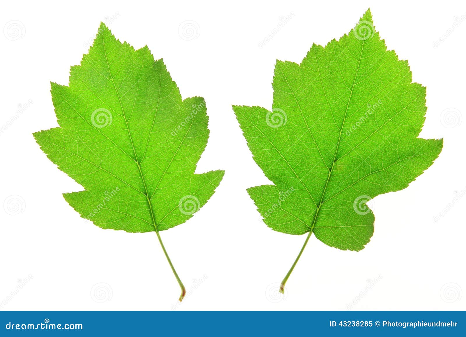 Wild Service Tree (Sorbus Torminalis) Stock Image - Image of checker ...