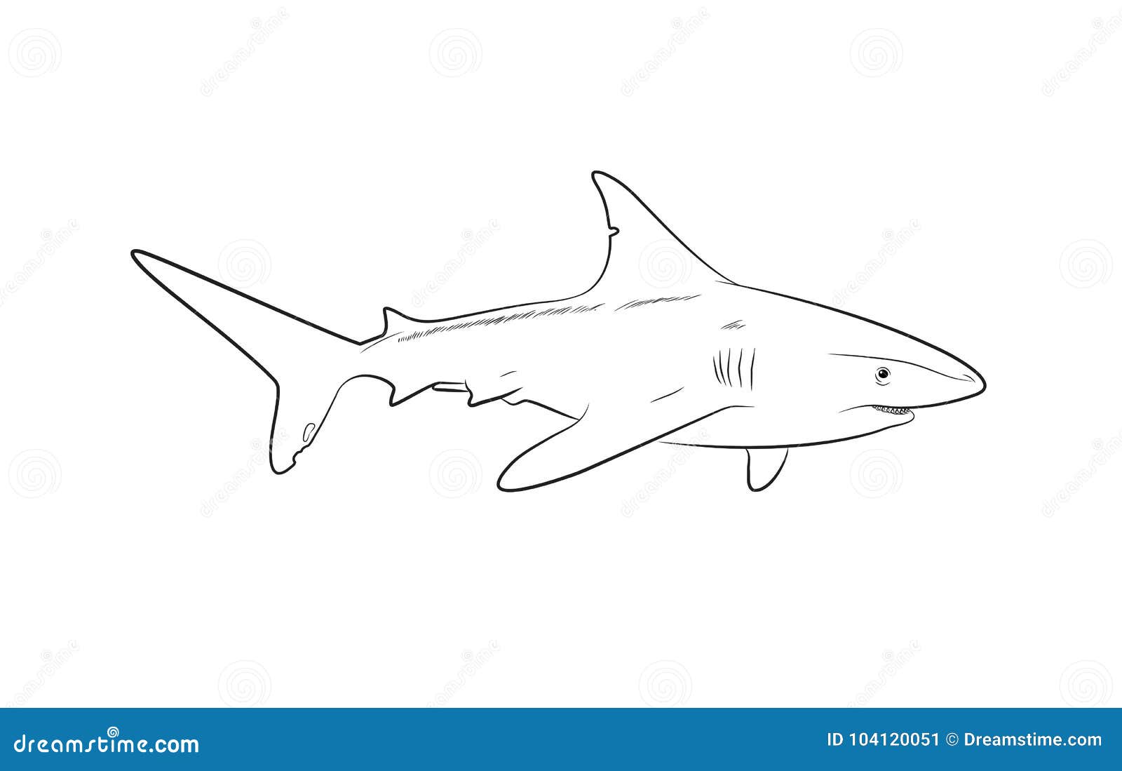 Wild Shark Sketch. Top View On Isolated On White. Great White Shark ...
