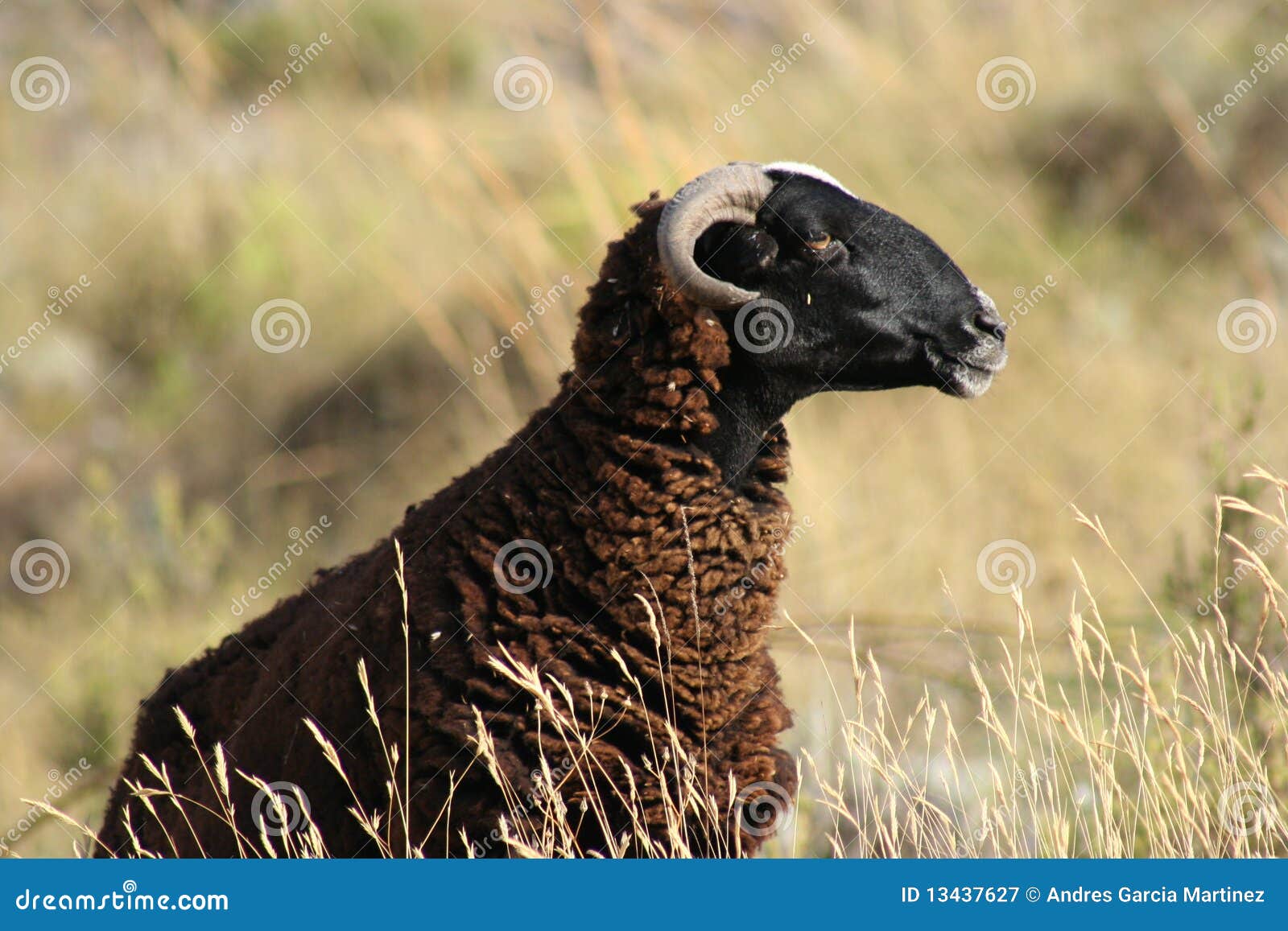 Wild sheep stock image. Image of fauna, wild, cattle - 13437627