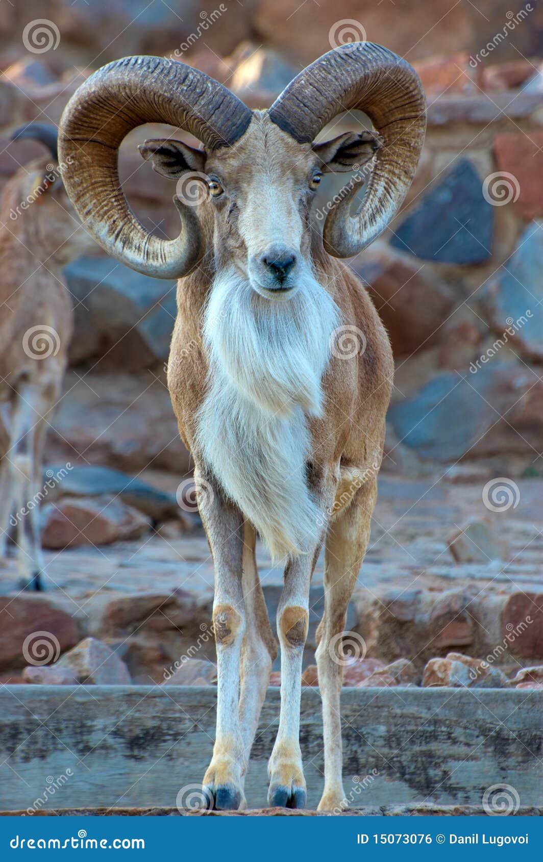 Wild sheep stock photo. Image of rock, nature, travel - 15073076