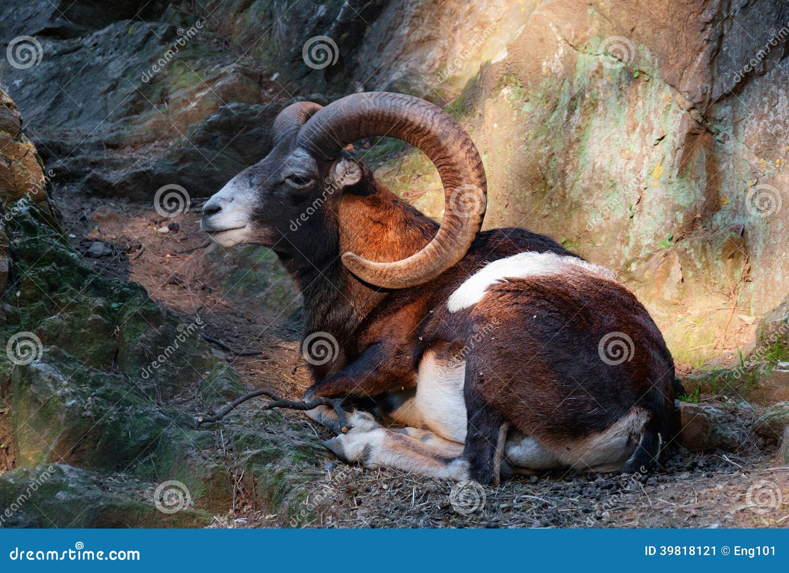 Wild Sheep Stock Photography | CartoonDealer.com #22262708