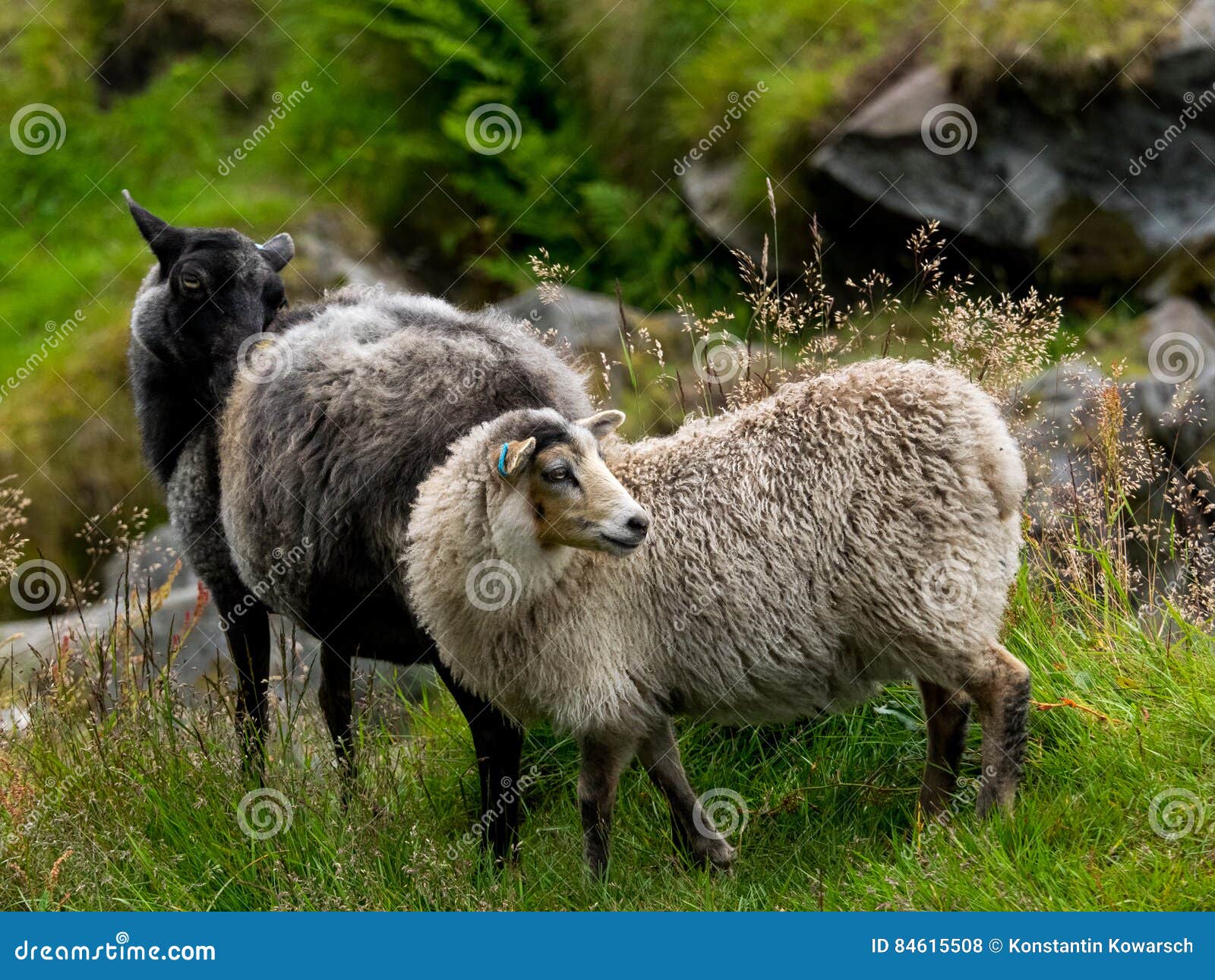 Wild Sheeps stock photo. Image of scottish, young, nature - 84615508