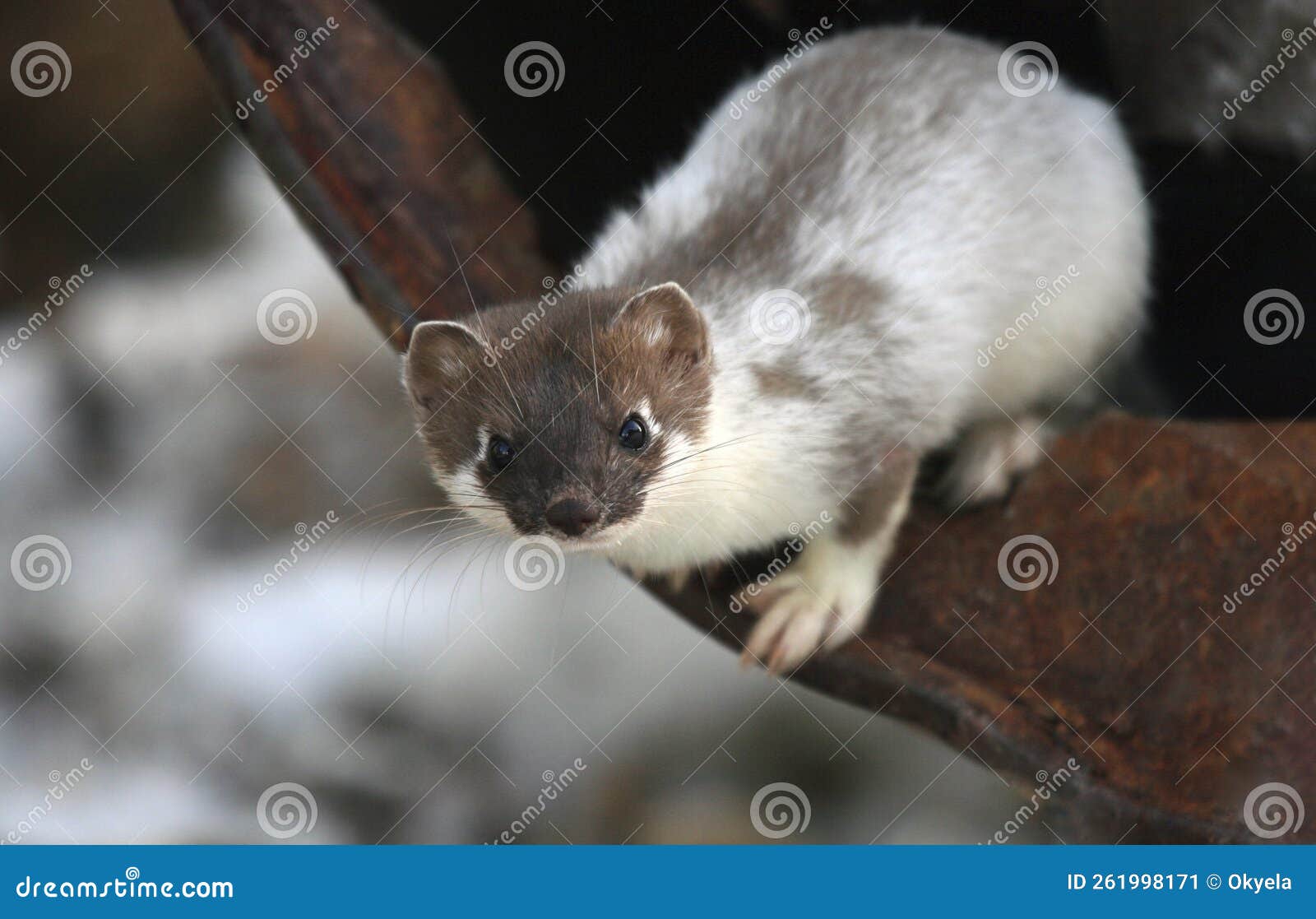 Wild Siberian Ermine during Spring Molting Stock Image - Image of head ...