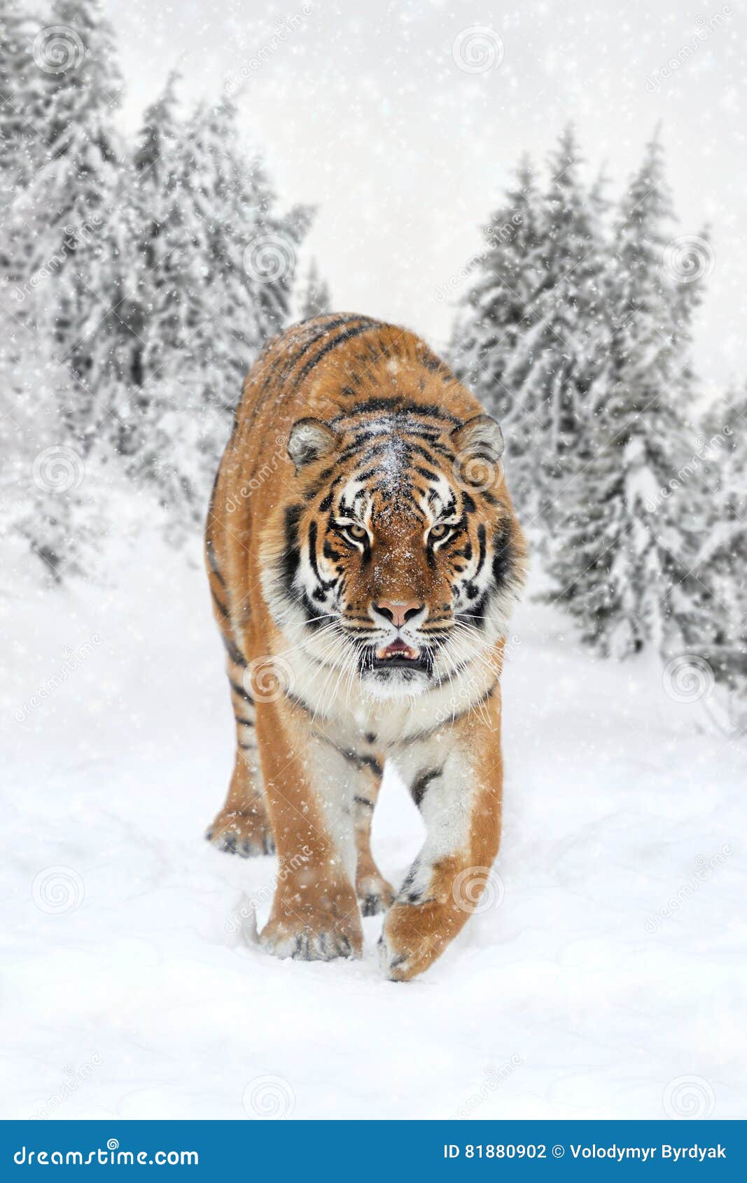 Wild siberian tiger stock photo. Image of prey, beauty - 81880902