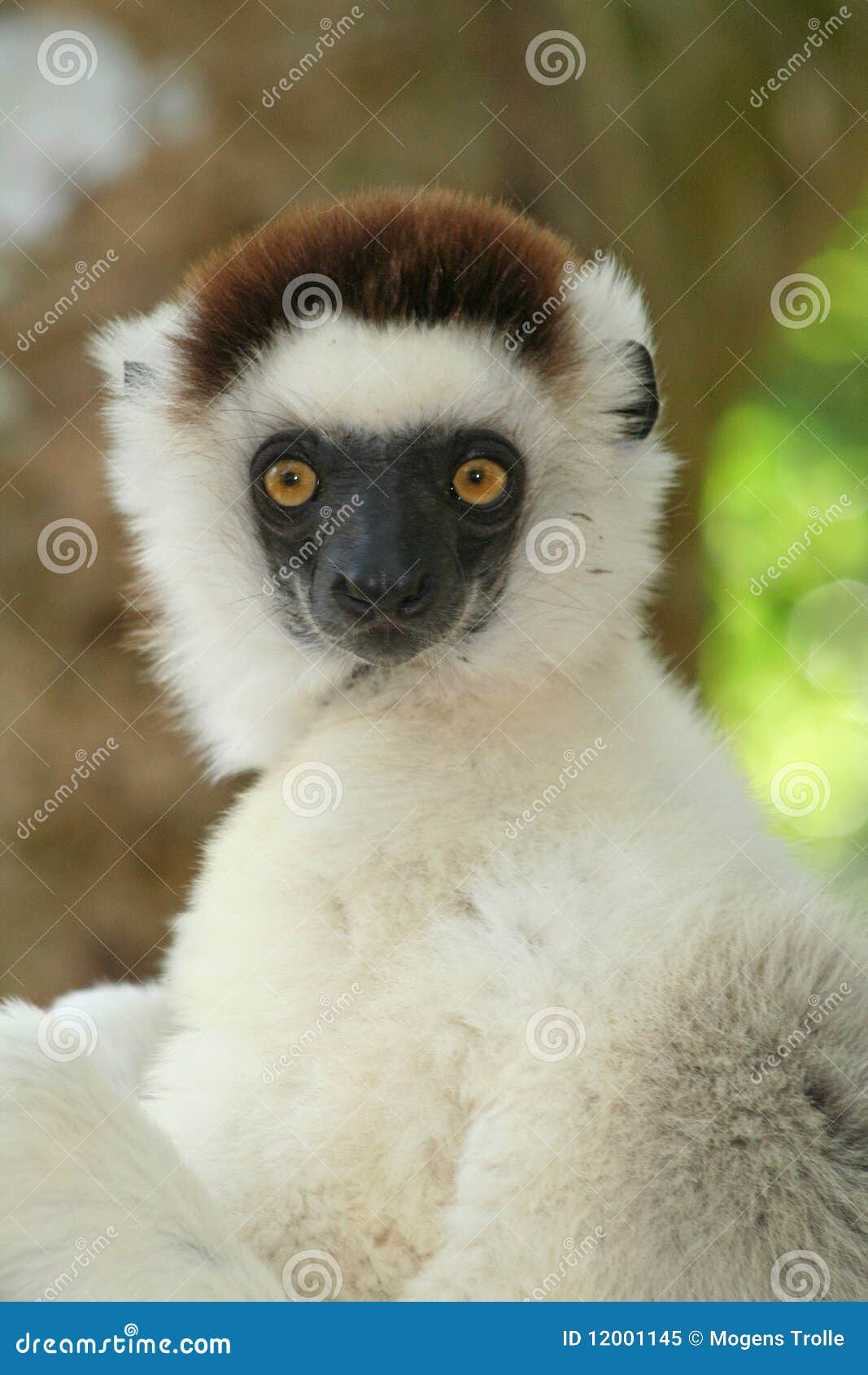 Wild Sifaka Lemur, Madagascar Stock Image - Image of yellow, primate ...