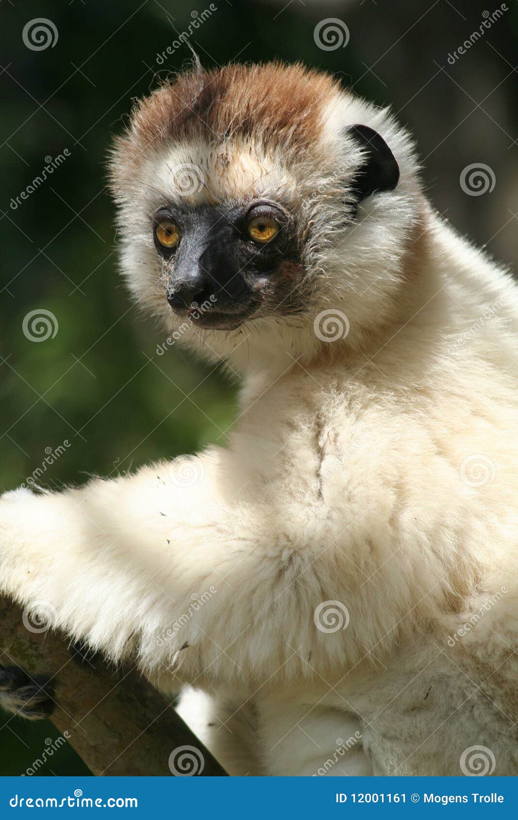 Wild Sifaka Lemur, Madagascar Stock Image - Image of verreaux, nature ...