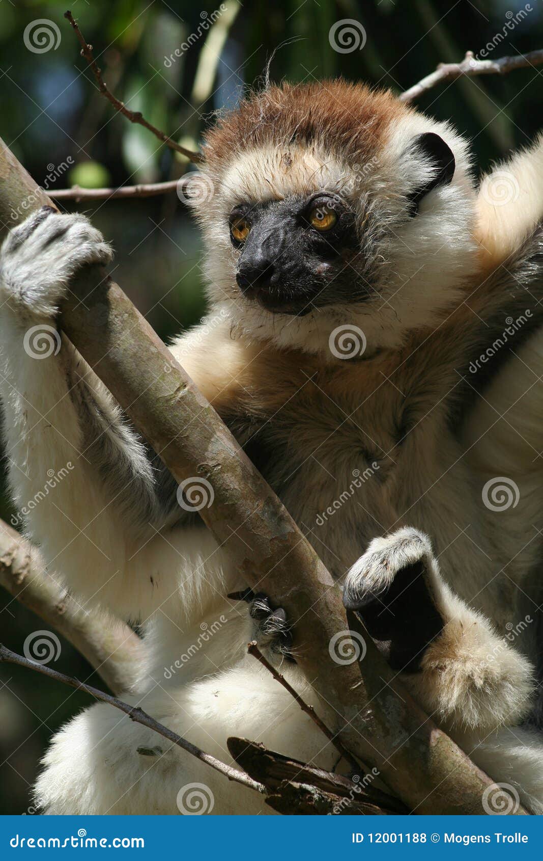 Wild Sifaka Lemur, Madagascar Stock Photo - Image of lemur, eyes: 12001188