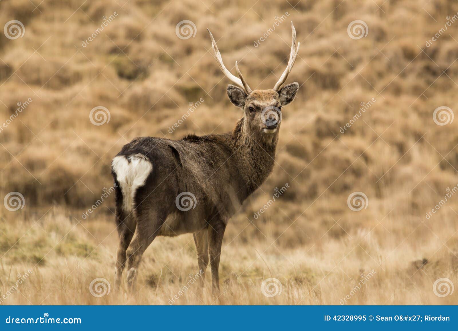 Wild Sika Deer stock image. Image of kudu, herd, grass - 42328995