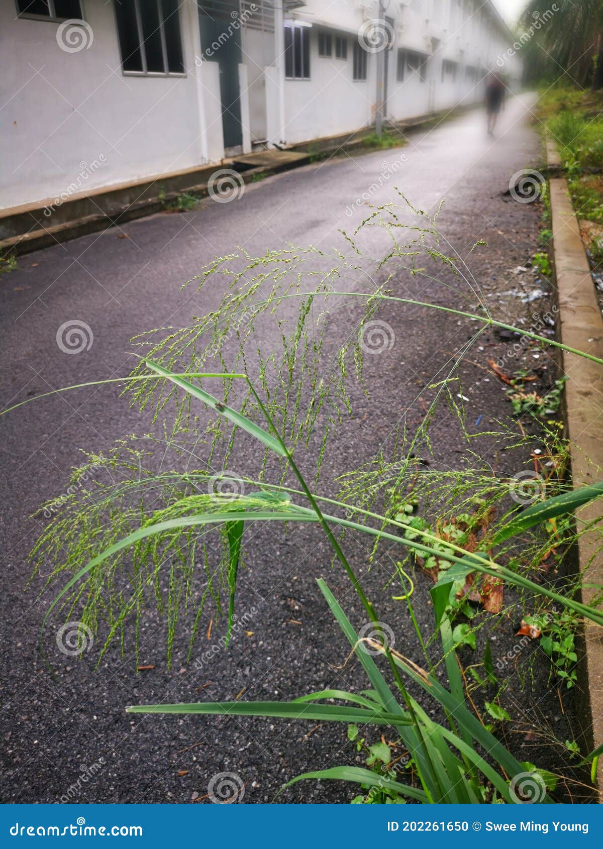 Wild Single Cluster of Bunchgrass Growing by the Roadside. Stock Photo ...