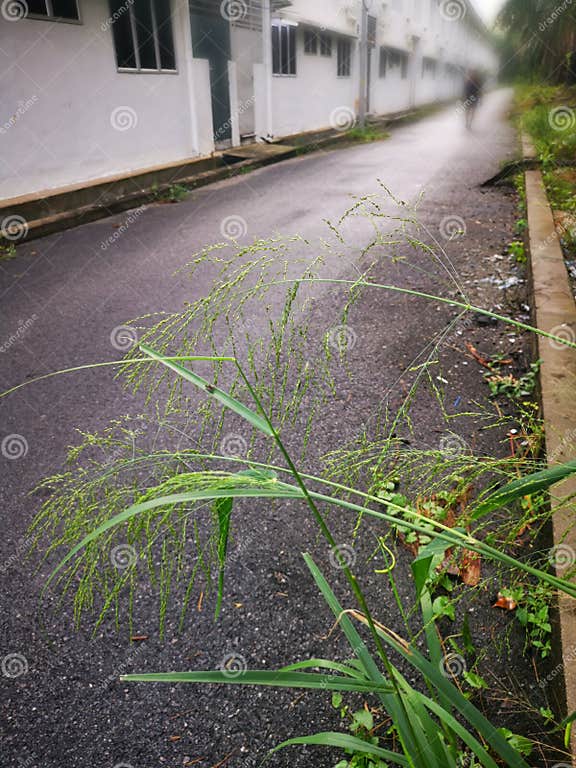 Wild Single Cluster of Bunchgrass Growing by the Roadside. Stock Photo ...
